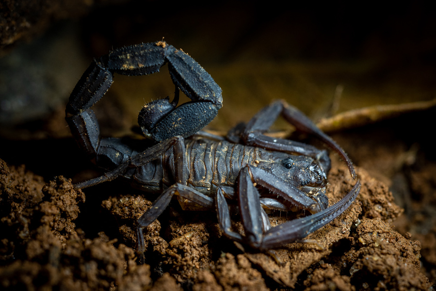 97px.fr | Scorpion tityus obscurus de guyane