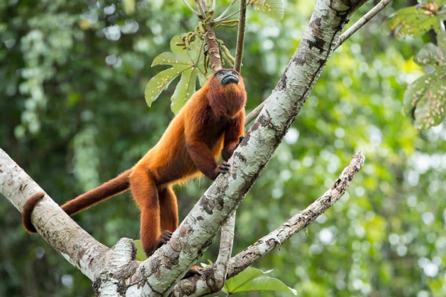 97px.fr | Singe hurleur roux