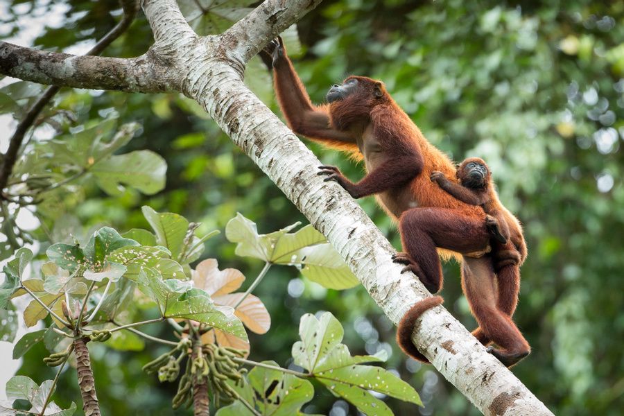 97px.fr | Singe hurleur roux